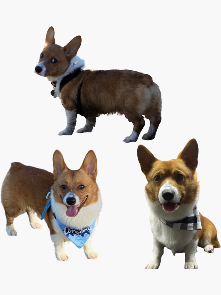 "Corgi Sticker Pack #1" Sticker by ChallengesSide | Redbubble