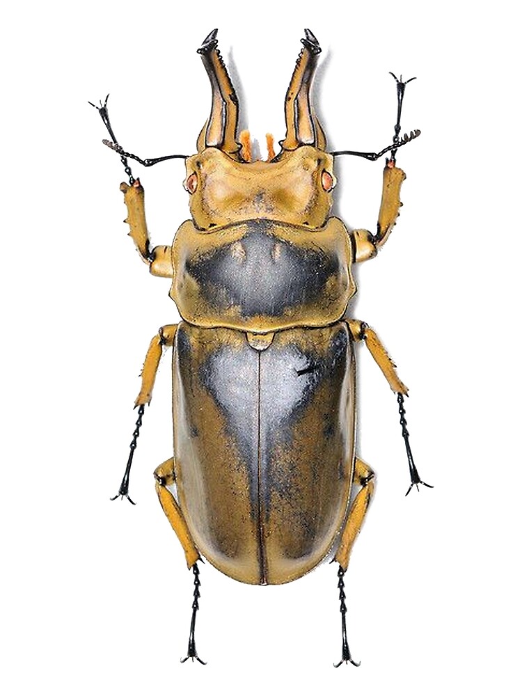"Insect sample" Poster for Sale by Richardson079 | Redbubble