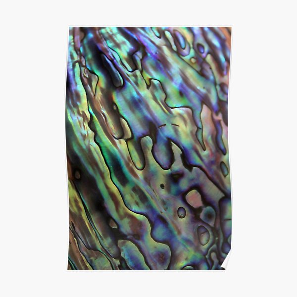 "Abalone Shell" Poster for Sale by sketchin-hannah | Redbubble