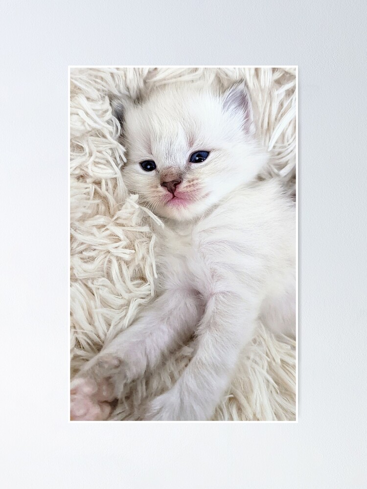 "Lynx ragdoll kitten baby girl" Poster for Sale by Fluffycat2020 ...