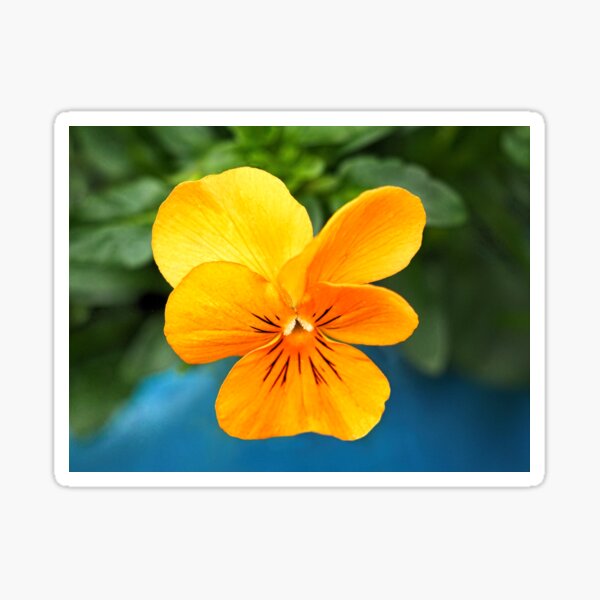 "Pansy" Sticker for Sale by Siska | Redbubble