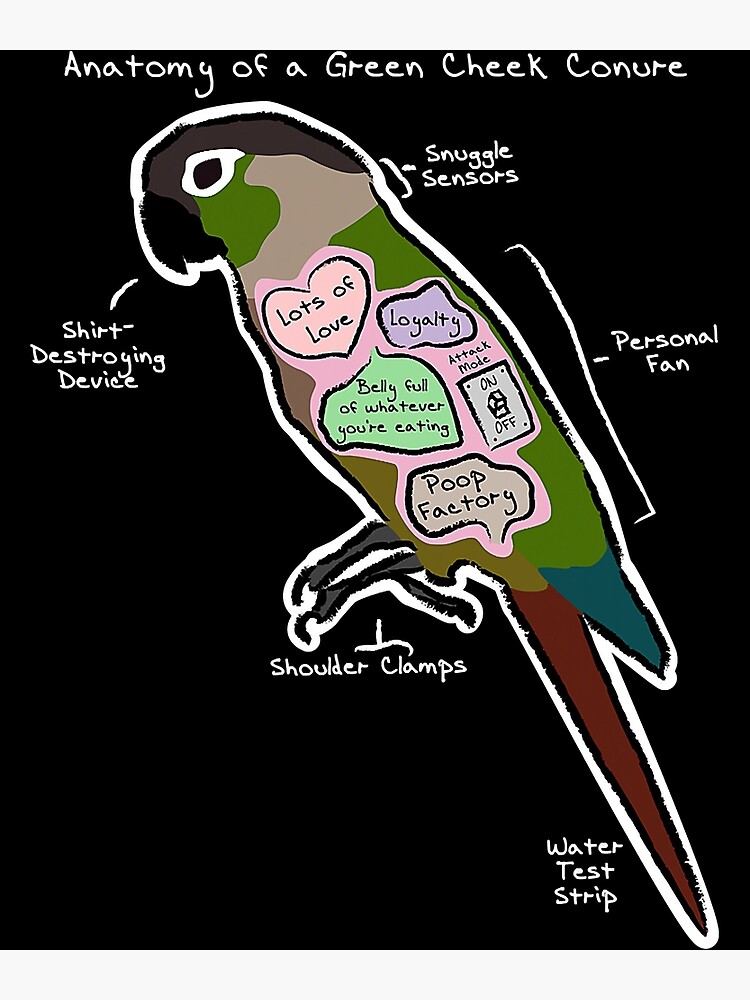 "Anatomy of a Green Cheek Conure - Funny Parrot Shirt" Poster for Sale ...