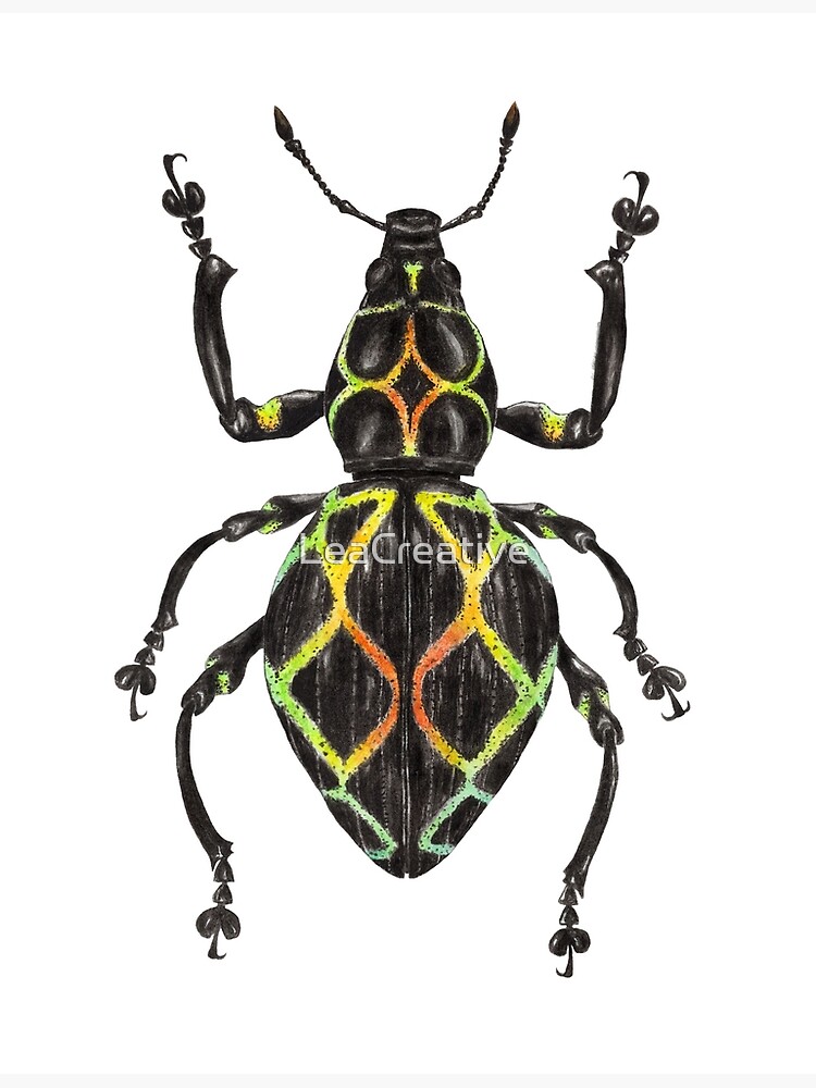 "Philipines Weevil - Pachyrrhynchus reticulatus" Poster for Sale by ...