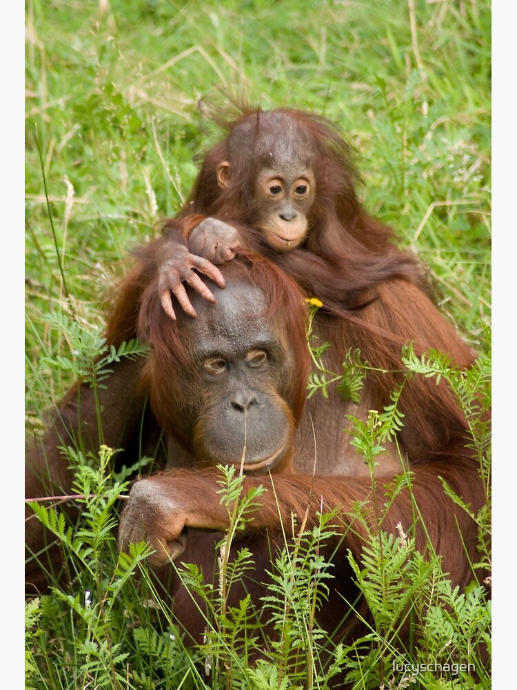 "Baby orangutan with its mother" Art Board Print for Sale by ...