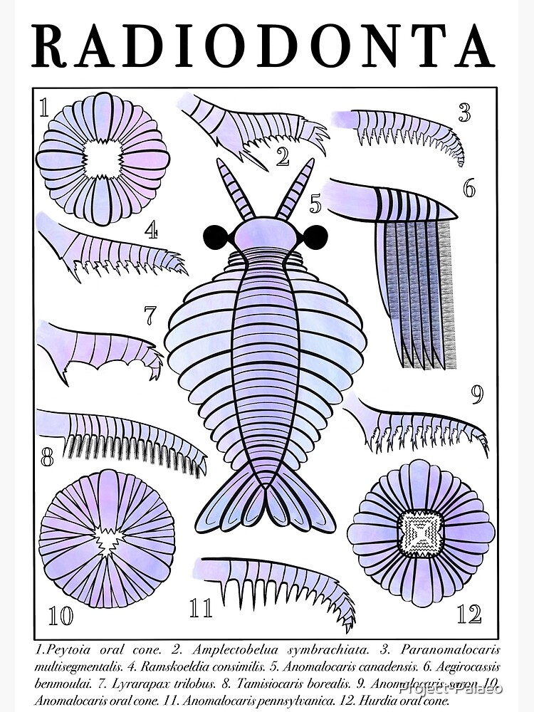 "Radiodonta study art" Poster for Sale by Project-Palaeo | Redbubble