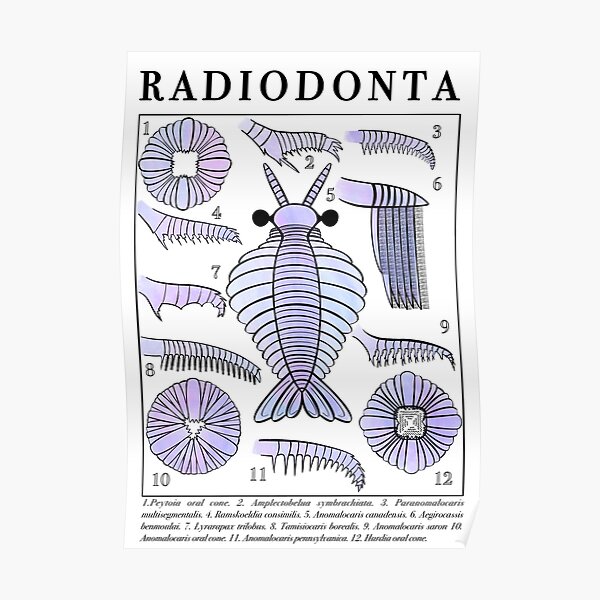 "Radiodonta study art" Poster for Sale by Project-Palaeo | Redbubble