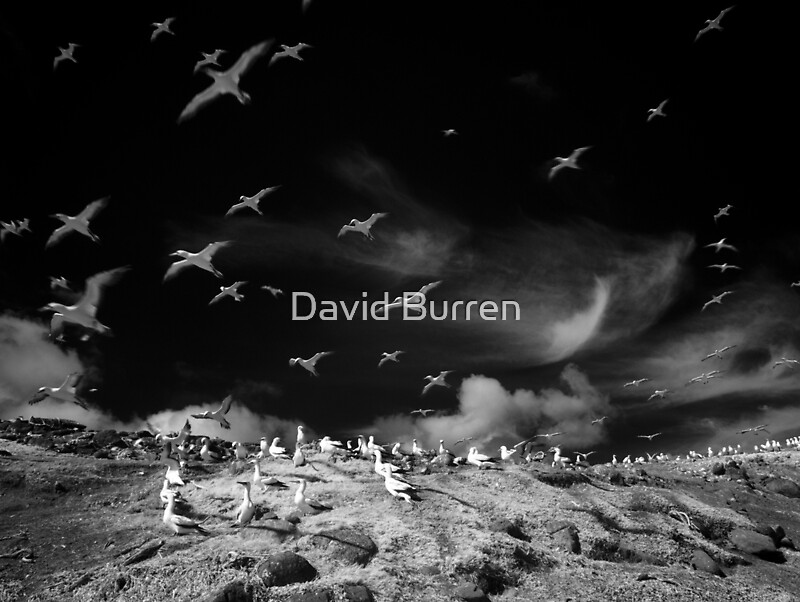 "Ghost birds" by David Burren | Redbubble