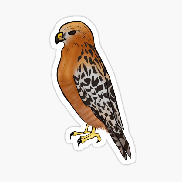"Red-Shouldered Hawk ( with color)" Sticker by LunarDoodles | Redbubble