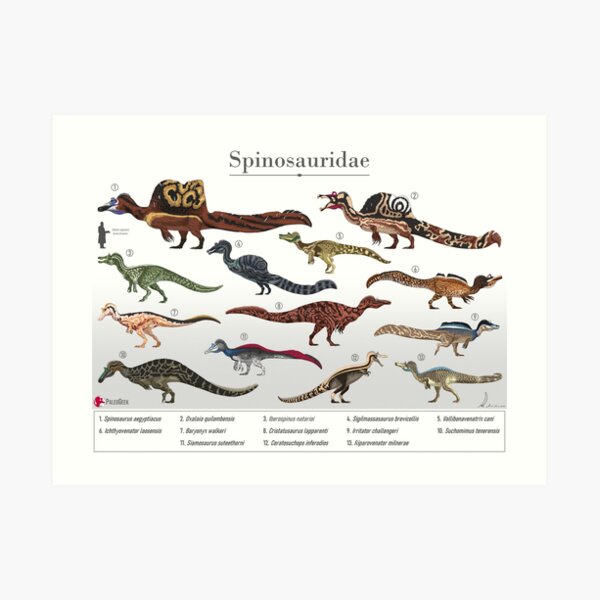 "Spinosauridae Family Size Chart" Art Print by PaleoGeek | Redbubble