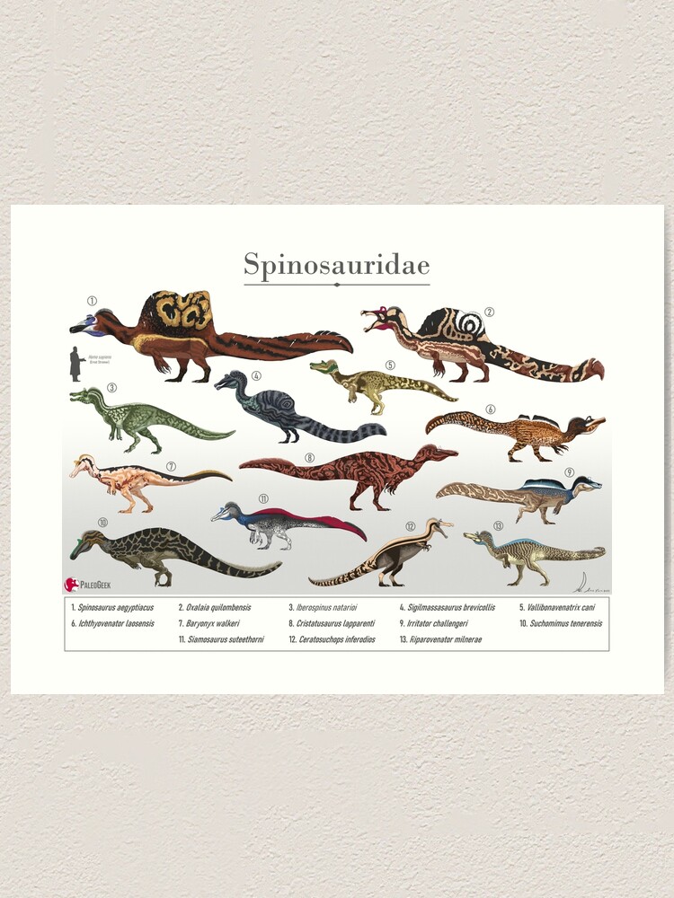 "Spinosauridae Family Size Chart" Art Print by PaleoGeek | Redbubble