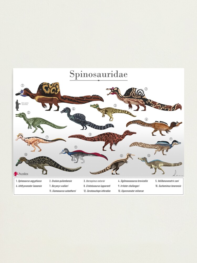"Spinosauridae Family Size Chart" Photographic Print by PaleoGeek ...