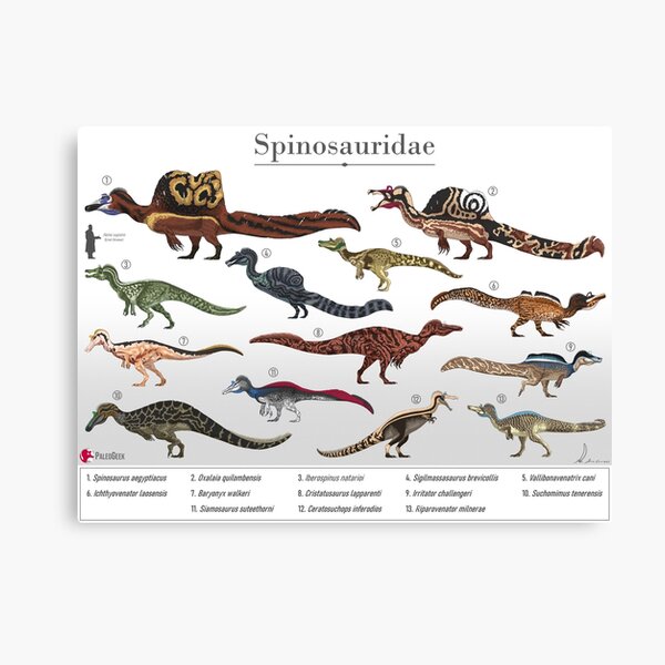"Spinosauridae Family Size Chart" Canvas Print for Sale by PaleoGeek ...