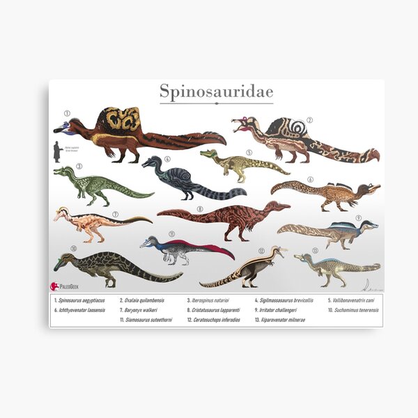 "Spinosauridae Family Size Chart" Metal Print for Sale by PaleoGeek ...