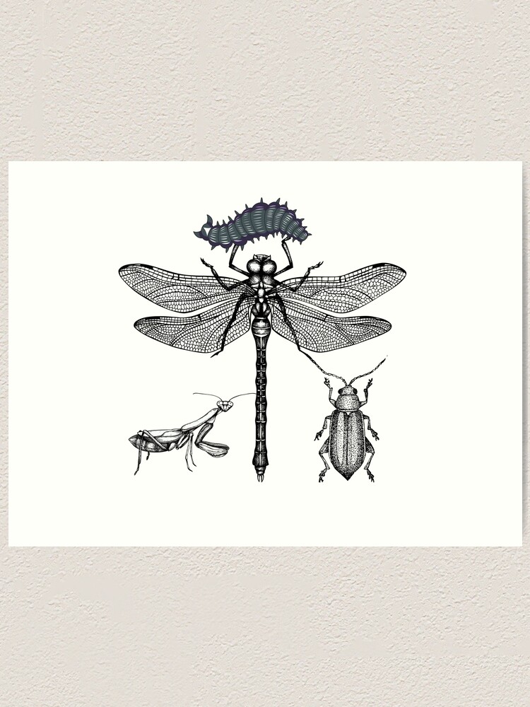 Lámina artística «Camiseta de insectos de entomología, camiseta de ...