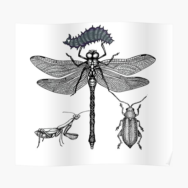 Póster «Camiseta de insectos de entomología, camiseta de insectos ...