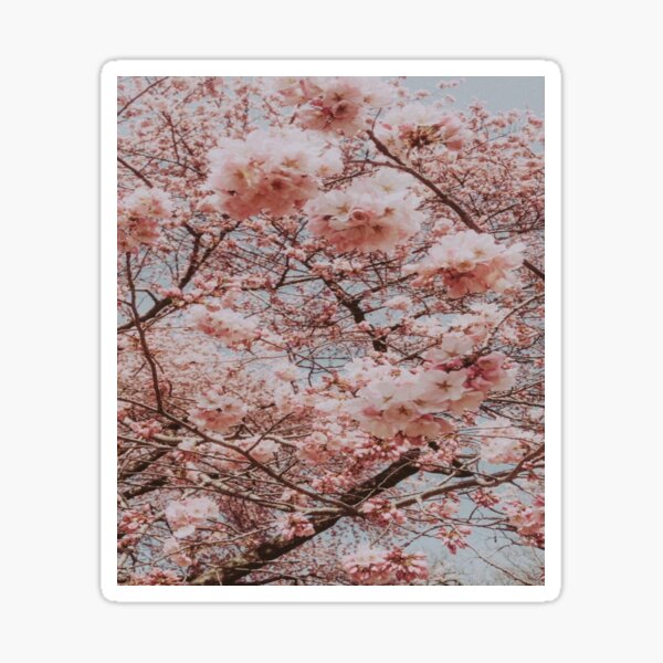 "Blossom Tree" Sticker by MarcinaChicShip | Redbubble