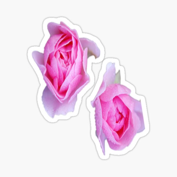 "Pink Roses" Sticker by MarcinaChicShip | Redbubble