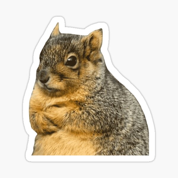 "angry squirrel" Sticker for Sale by CuteKaley | Redbubble
