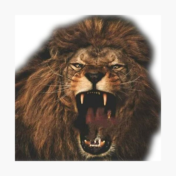 Lámina fotográfica «Wild Lion: el animal enojado y educado con grandes ...