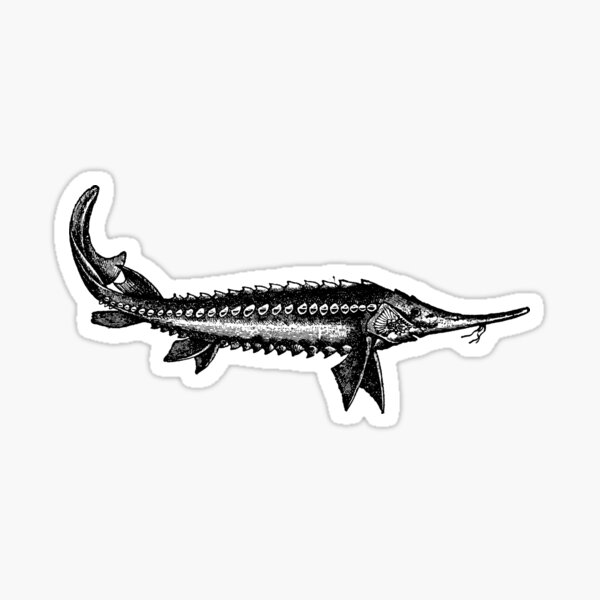 "Sturgeon" Sticker for Sale by Lauviahsdesign | Redbubble