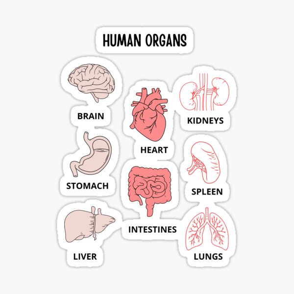 "HUMAN ORGANS" Sticker by CNapparel | Redbubble