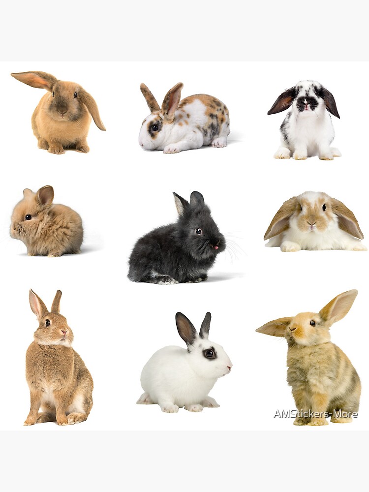 "Cute Bunny Rabbit Photo Cutouts " Poster for Sale by AMStickers-More ...