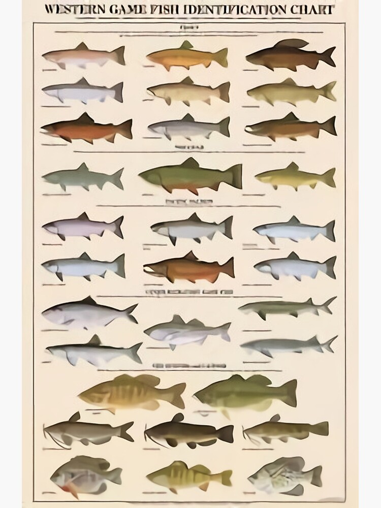 Western Game Fish Identification Poster Premium Matte Vertical Poster