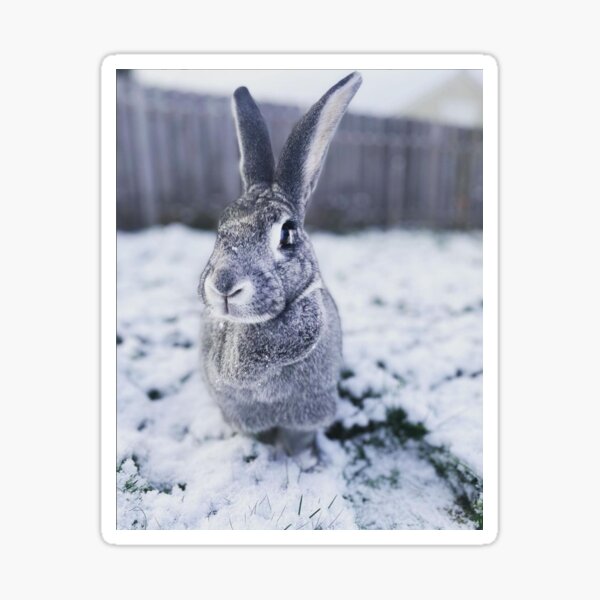 Bugsbunny Gifts & Merchandise for Sale | Redbubble
