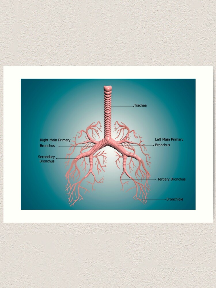"Anatomy of the bronchus and bronchial tubes." Art Print for Sale by ...