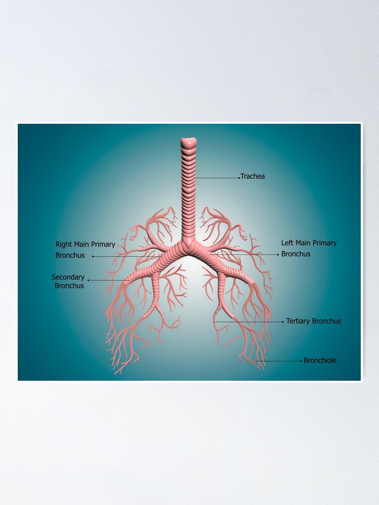 Anatomie Des Bronches