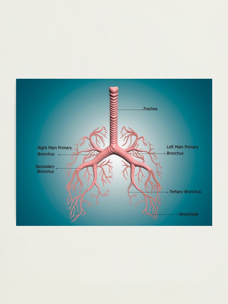 "Anatomy of the bronchus and bronchial tubes." Photographic Print by ...
