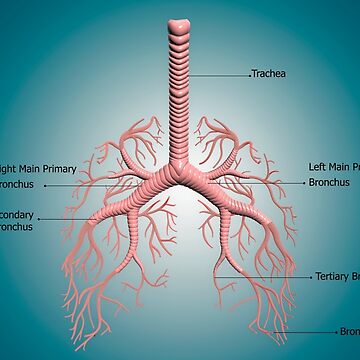 "STK700309H-Anatomy of the bronchus and bronchial tubes." Sticker for ...