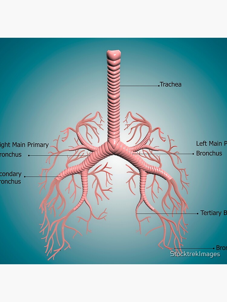 Anatomie Des Bronches