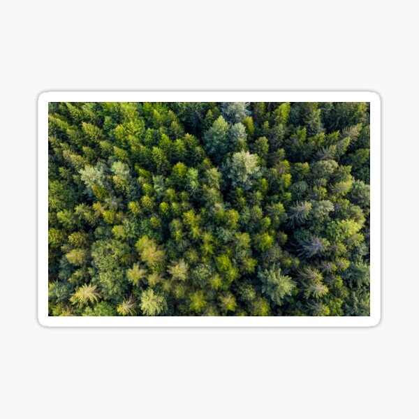 "forest in the Black Forest" Sticker for Sale by dieterich | Redbubble