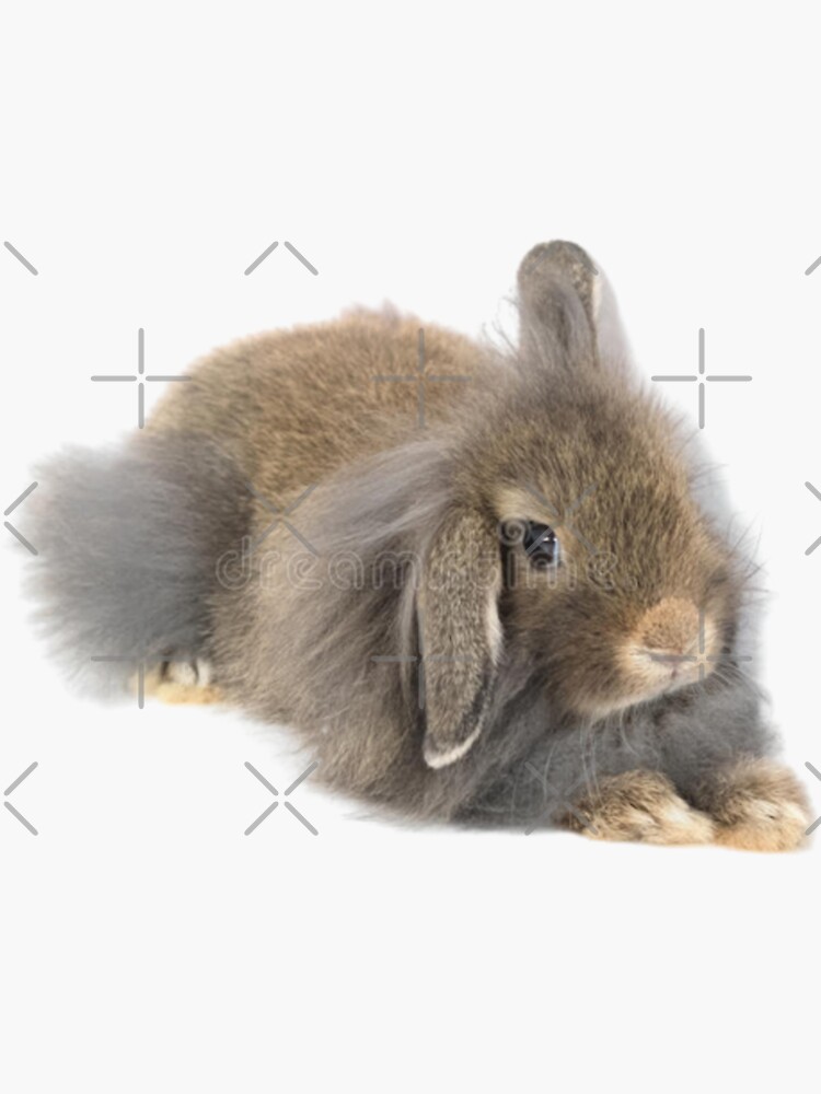 "Dutch Rabbits" Sticker by Lar888 | Redbubble