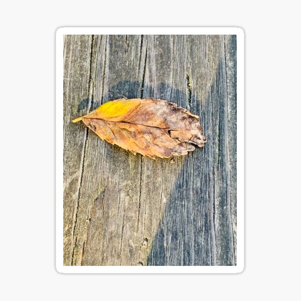 "Fall in Provincetown" Sticker by GracielaMaria | Redbubble