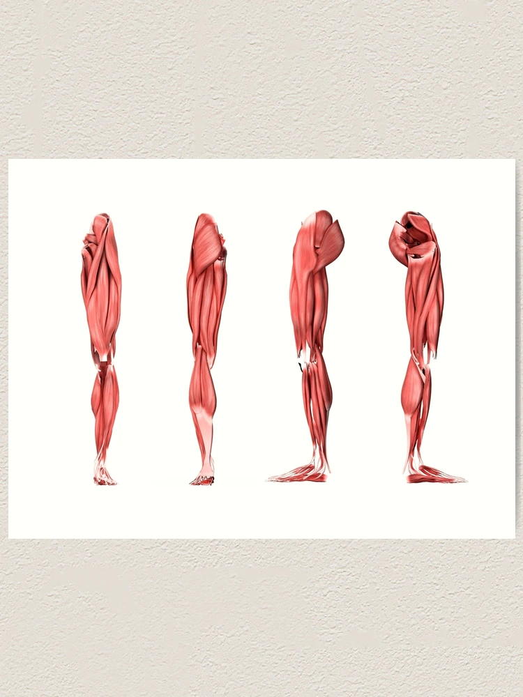 Human Leg Reference