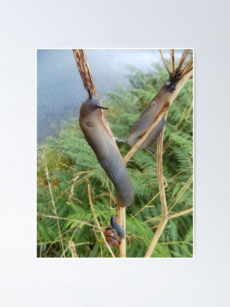 "Slugs and snail" Poster for Sale by Photos-by-Eddie | Redbubble