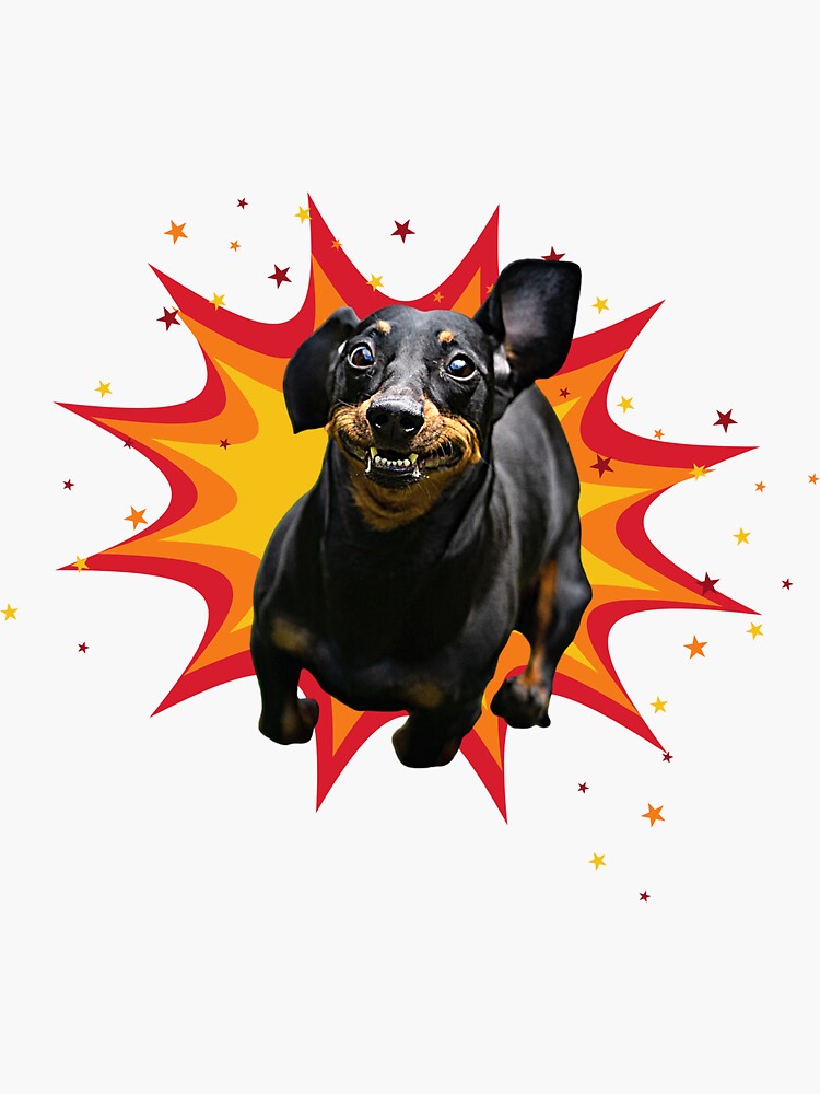 "Weiner Dog Explosion" Sticker by PlayaLifeDesign | Redbubble