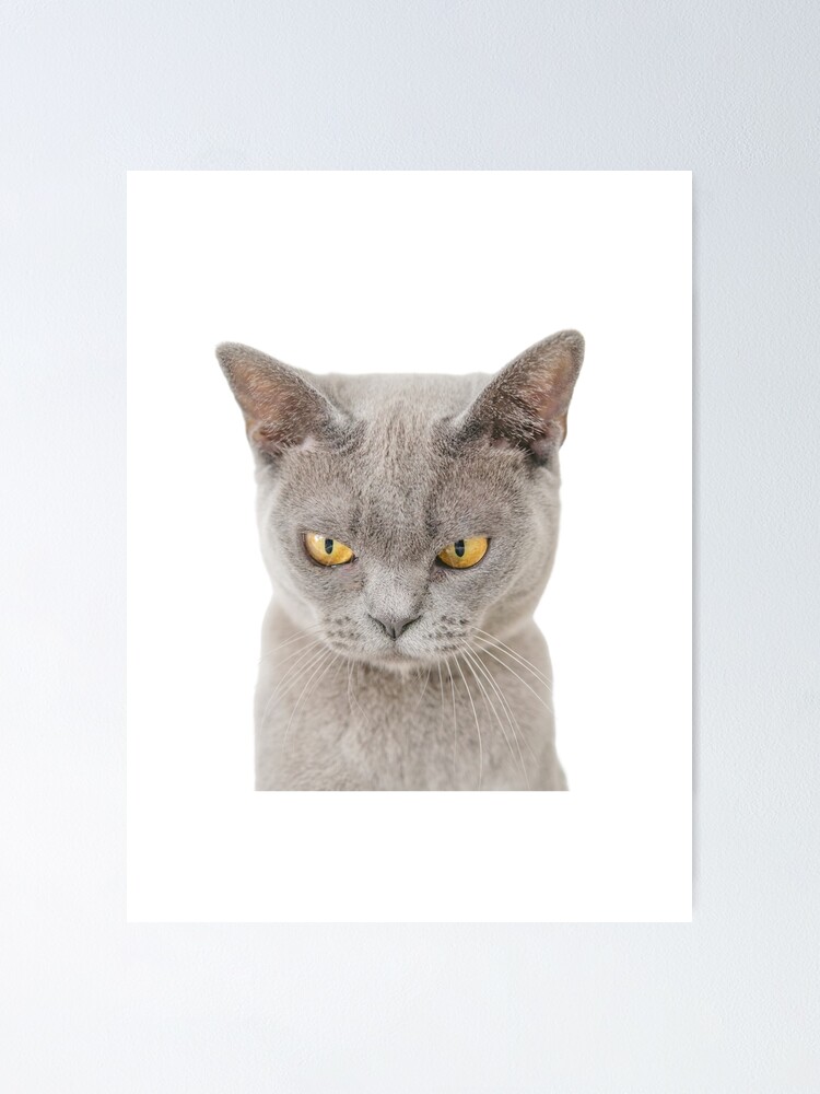 "Cute Grumpy Cat Face " Poster for Sale by Phenomenons | Redbubble
