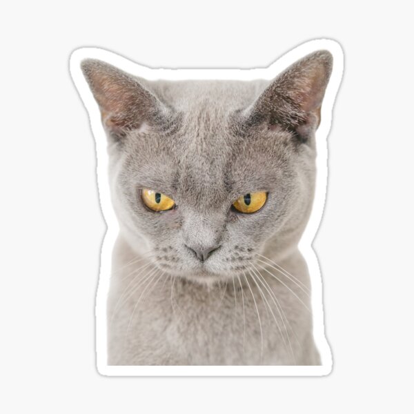 "Cute Grumpy Cat Face " Sticker for Sale by Phenomenons | Redbubble