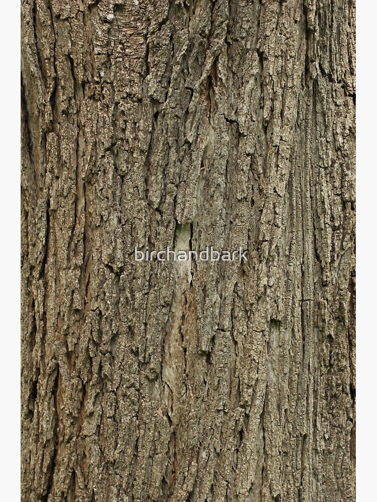 "Bark" Sticker for Sale by birchandbark | Redbubble