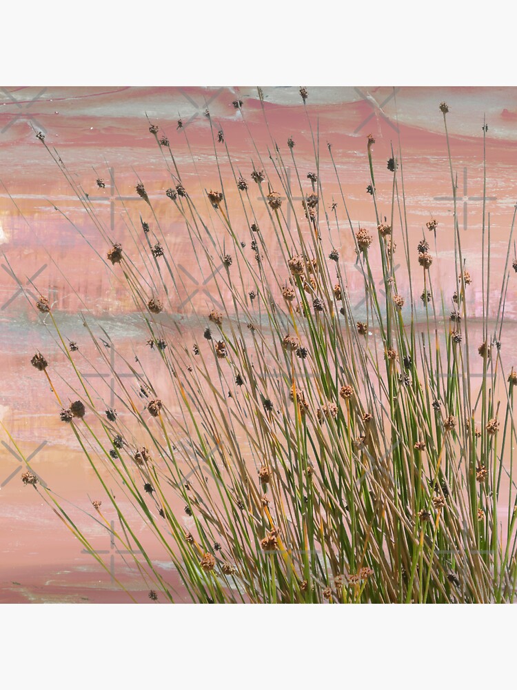 ""Knobby Club Rush" No.1 | Australian Native Grass Plant" Sticker by ...