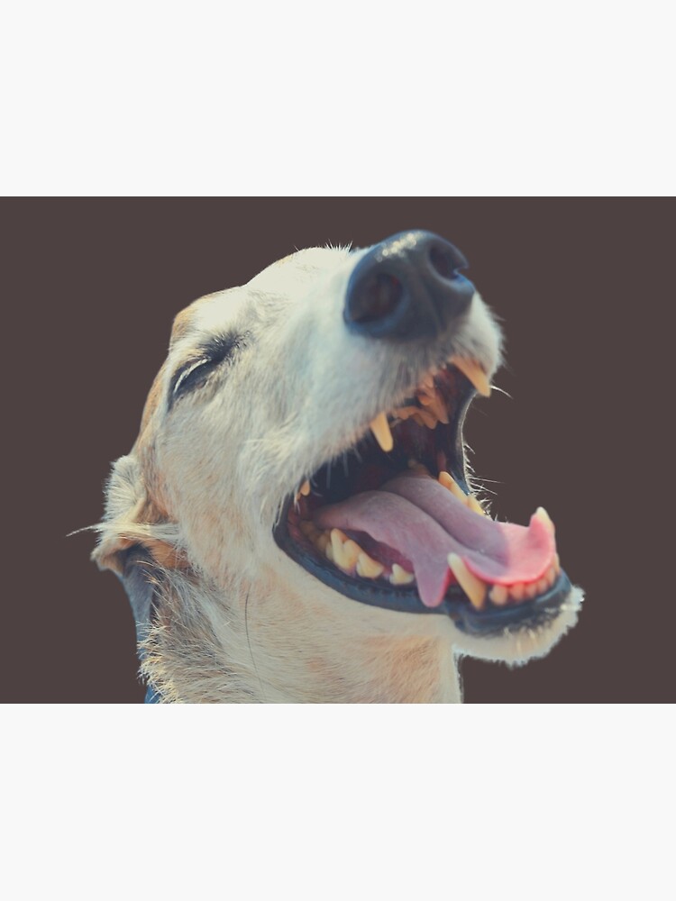"The Always Laughing Doggo" Poster by Ascroftandco | Redbubble