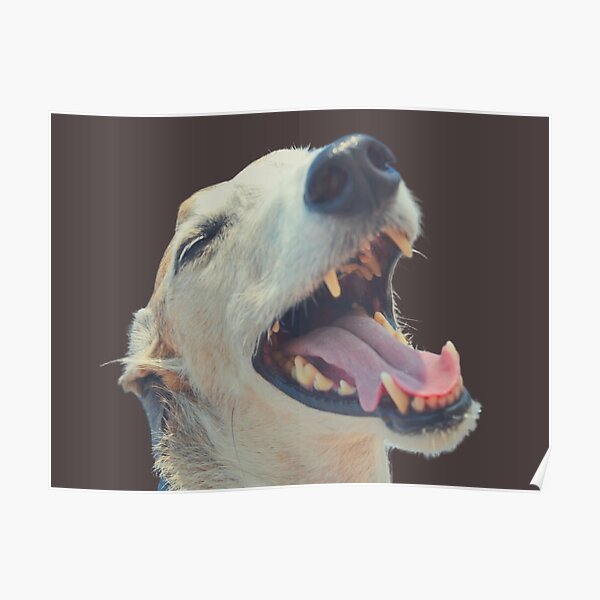 "The Always Laughing Doggo" Poster by Ascroftandco | Redbubble