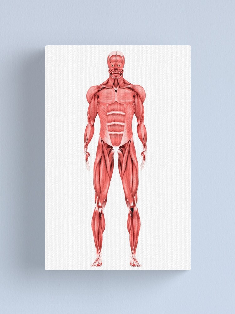 "Medical illustration of male muscular system, front view." Canvas ...