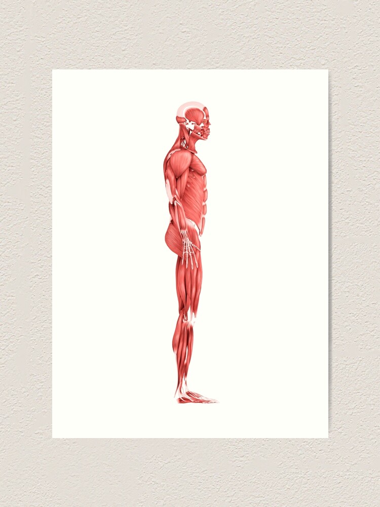 "Medical illustration of male muscular system, side view." Art Print ...
