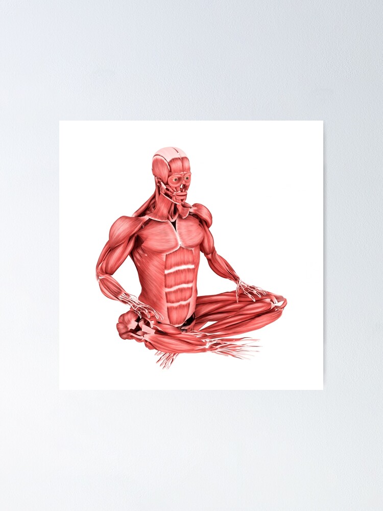 "Medical illustration of male muscles in a sitting position." Poster ...