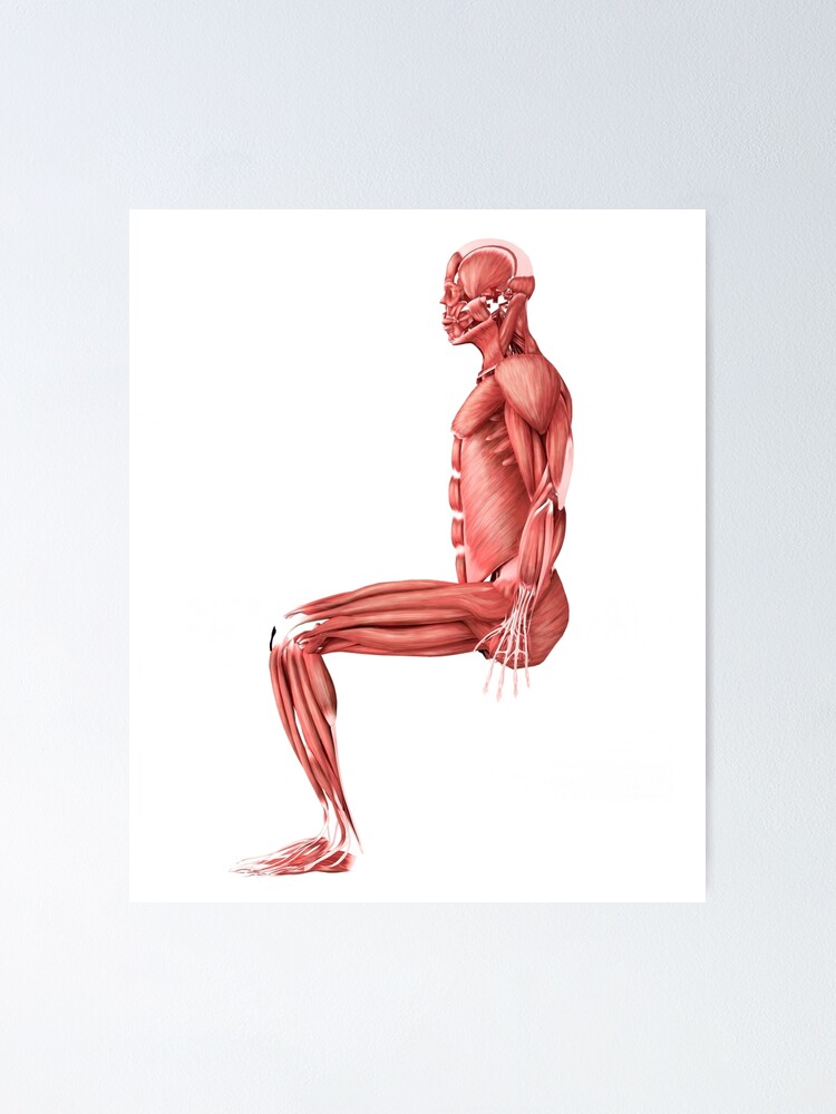 "Medical illustration of male muscles in a sitting position." Poster ...