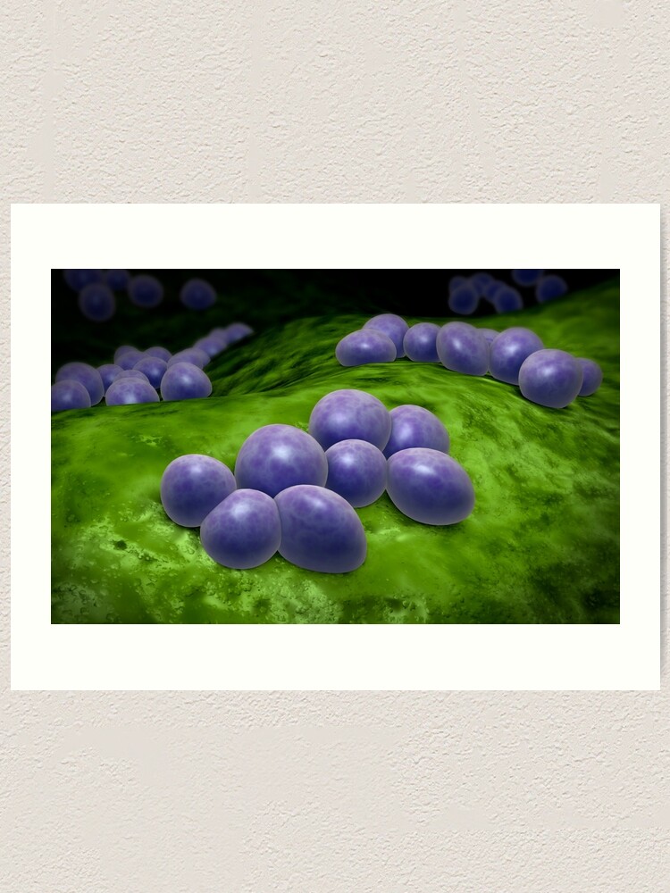"Microscopic view of staphylococcus." Art Print for Sale by ...